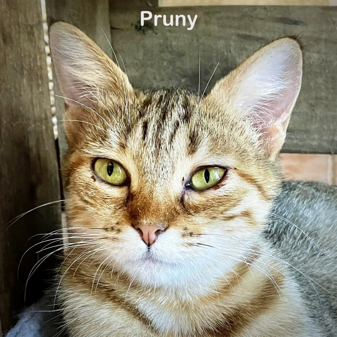 Pruny (adoptée) – Chat Libre 12