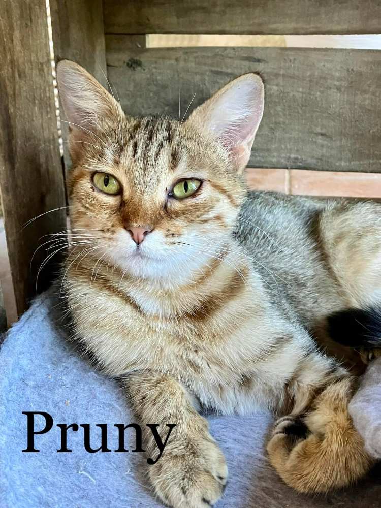 Pruny (adoptée) – Chat Libre 12
