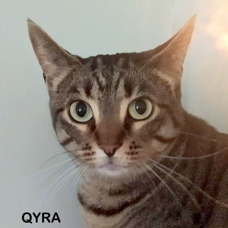 Qyra (adoptée) – Chat Libre 12