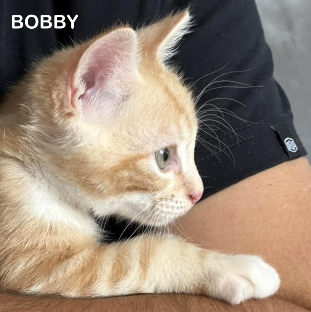 Bobby (adopté) – Chat Libre 12