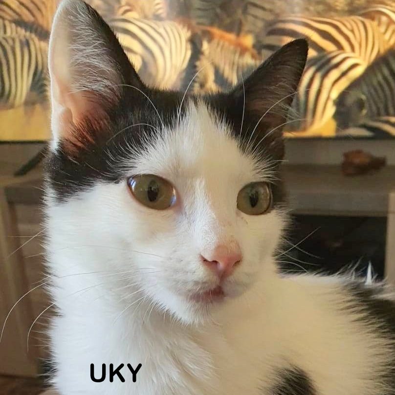 Uky (adopté) – Chat Libre 12