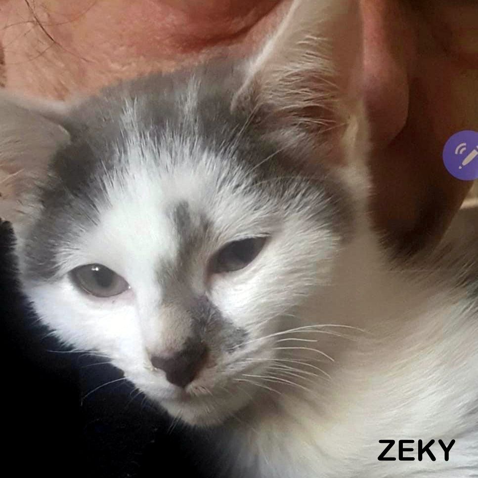 Zeky (adopté) – Chat Libre 12