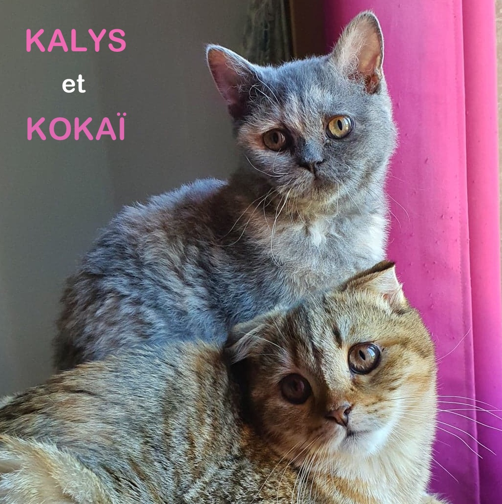 Kalys et Kokaï (adoptées) – Chat Libre 12