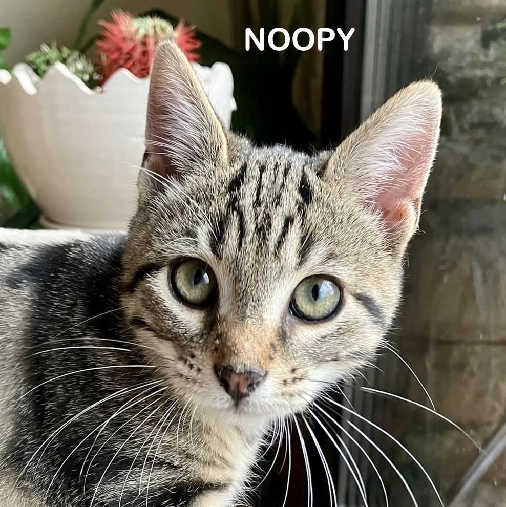 Noopy (adopté) – Chat Libre 12
