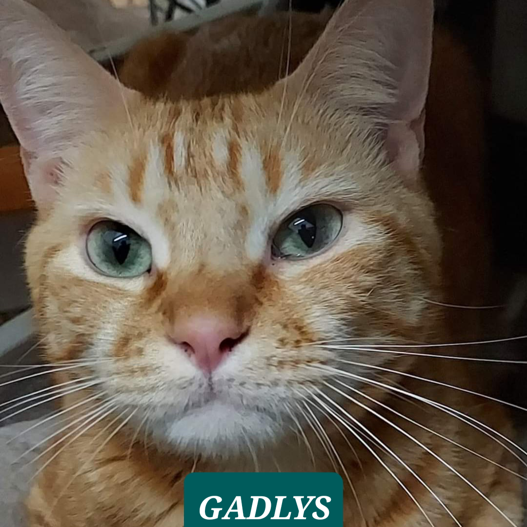 Gadlys (adopté) – Chat Libre 12