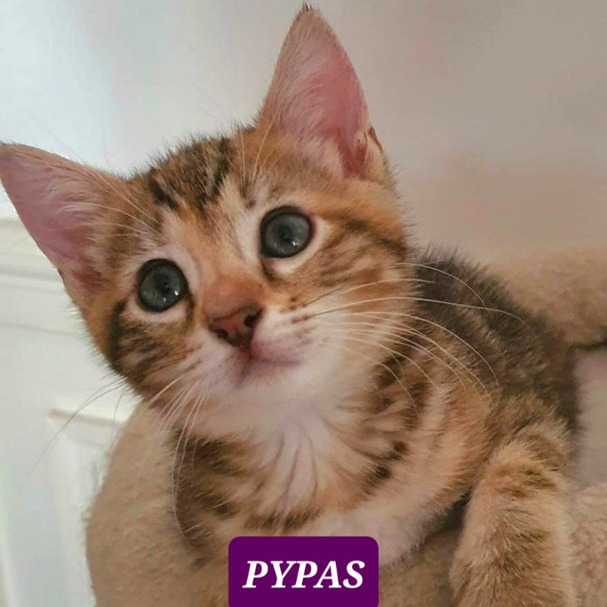 Pypas (adopté) – Chat Libre 12