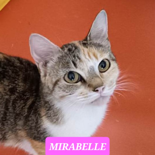 Mirabelle (adoptée) – Chat Libre 12