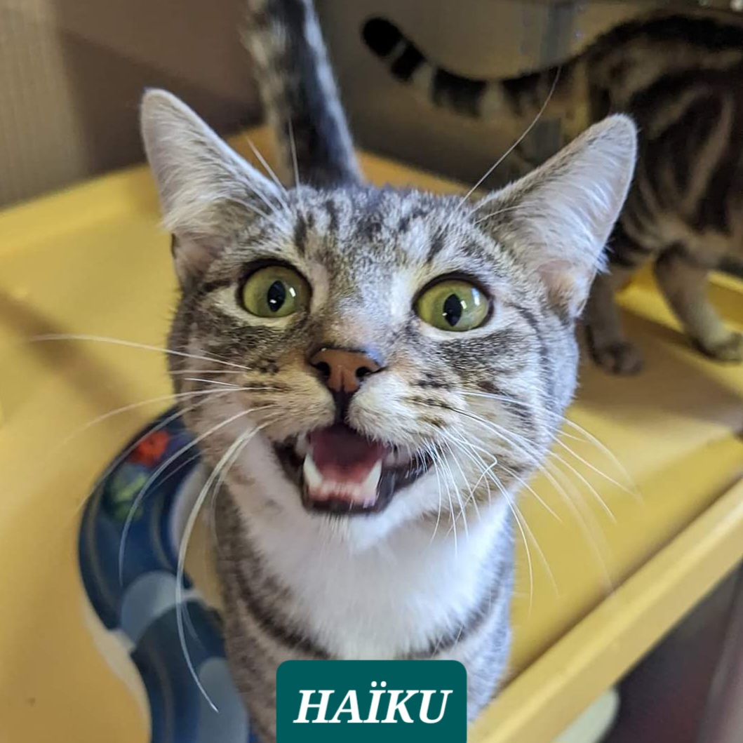 Haïku (adopté) – Chat Libre 12