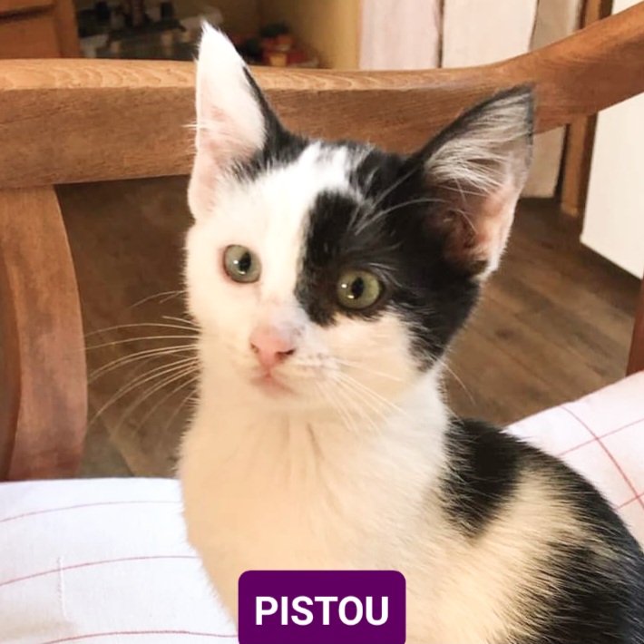 Pistou (adoptée) – Chat Libre 12