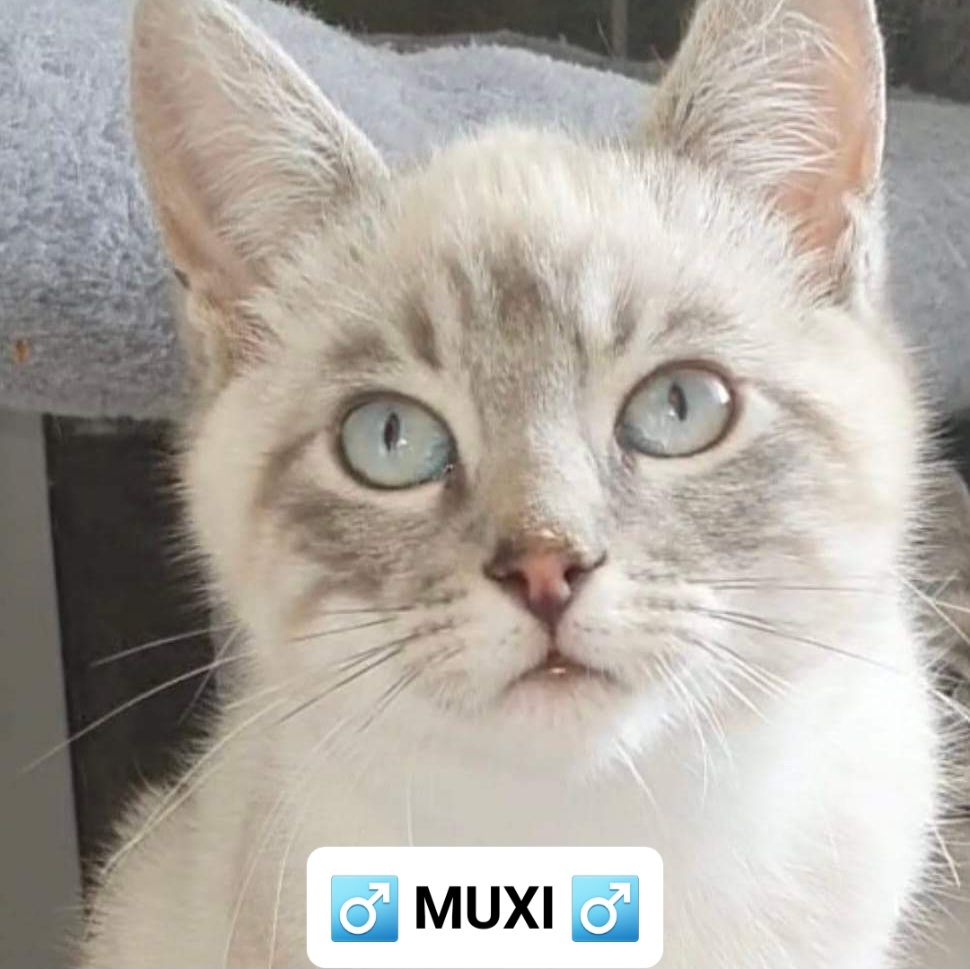 Muxi (adopté) – Chat Libre 12