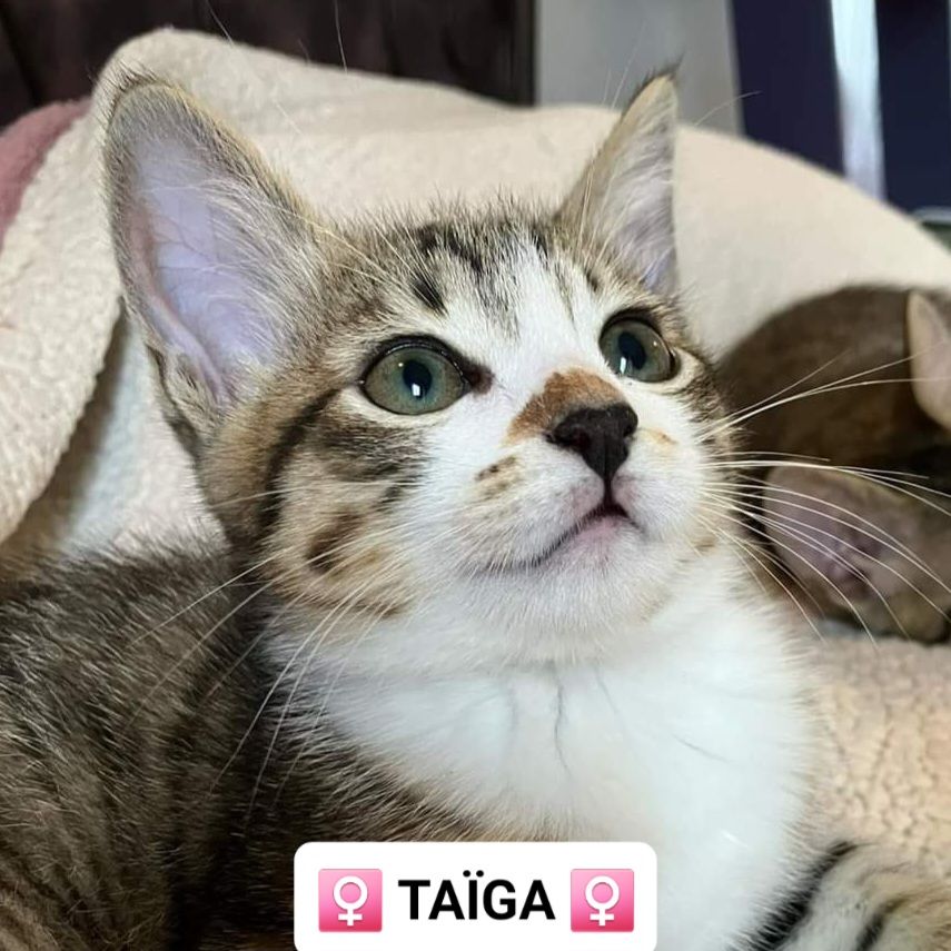 Taïga (adoptée) – Chat Libre 12