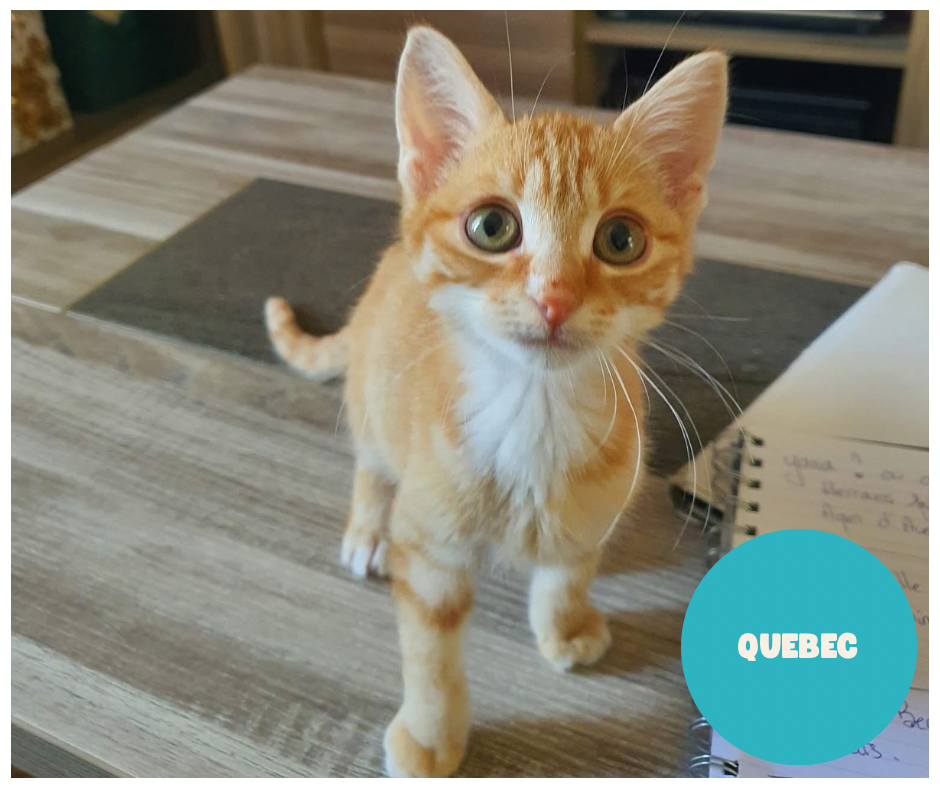 QUÉBEC a trouvé sa famille ! – Chat Libre 12